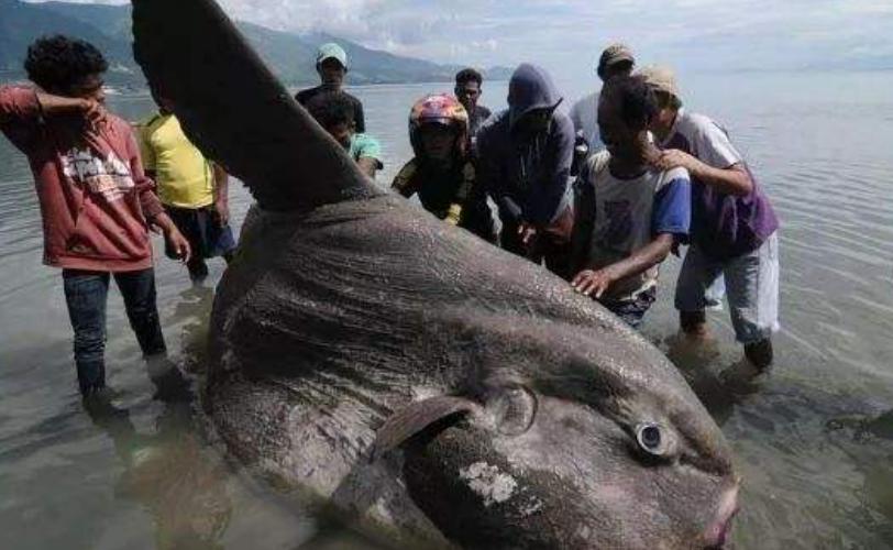 How did the sunfish, which did not know how to resist or escape after ...