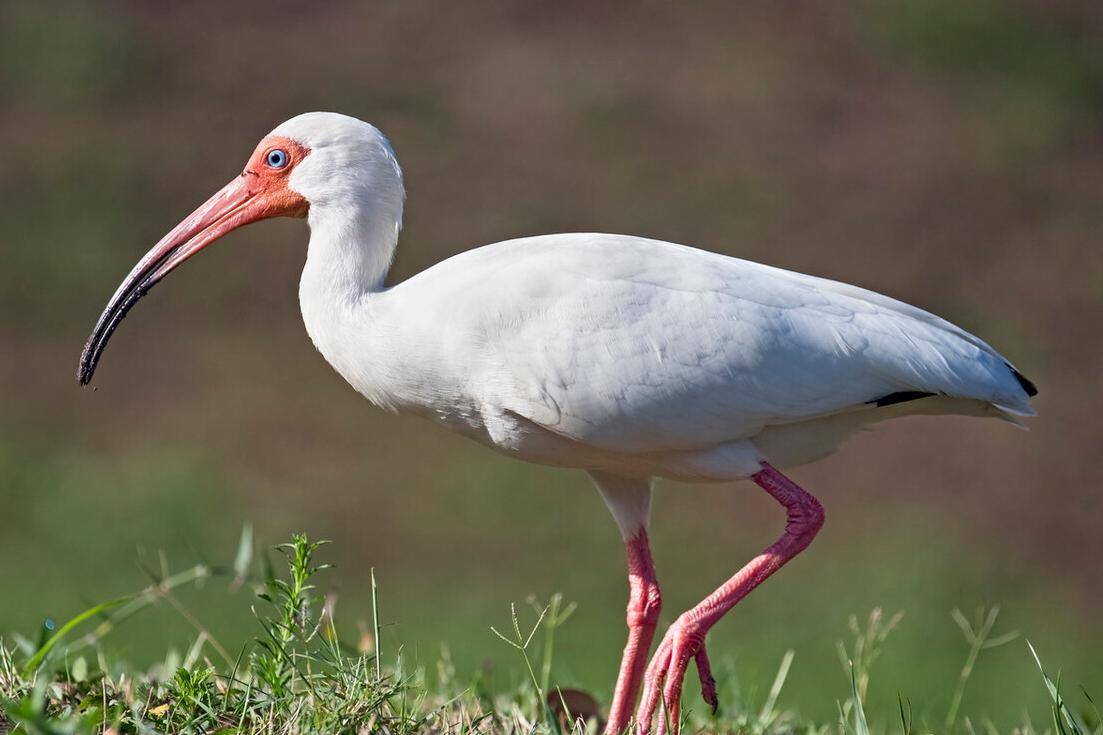 The Oriental Gem—Crested Ibis, from 7 to 5,000, let the world witness ...