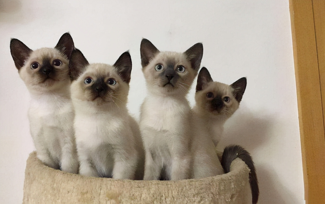 Take inventory of the 3 most "loyal" cats and the 3 most "disloyal ...