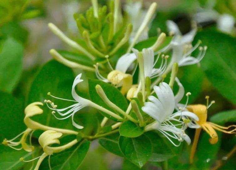 Maintaining honeysuckle in spring, mastering the "4 more" principles ...
