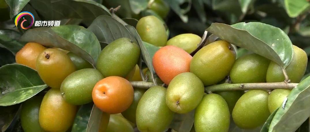 You can also "eat spring" in the spring and enjoy the spring. Jinping ...