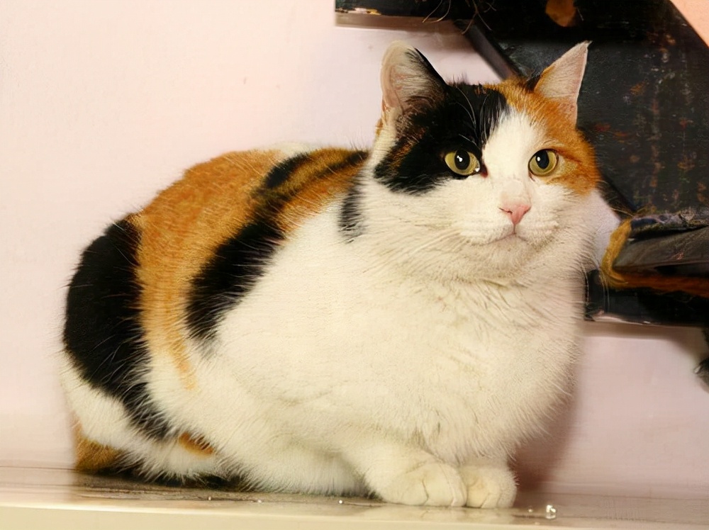 What types of Chinese garden cats are there?Knowing more than half of ...