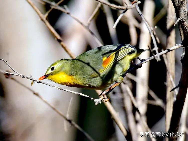 "Hundred Generals Culture" The red-billed Acacia bird has gorgeous ...