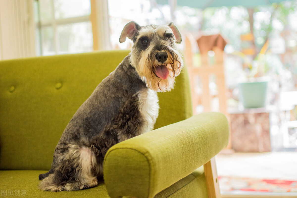 Interpretation of common dog movements - iMedia