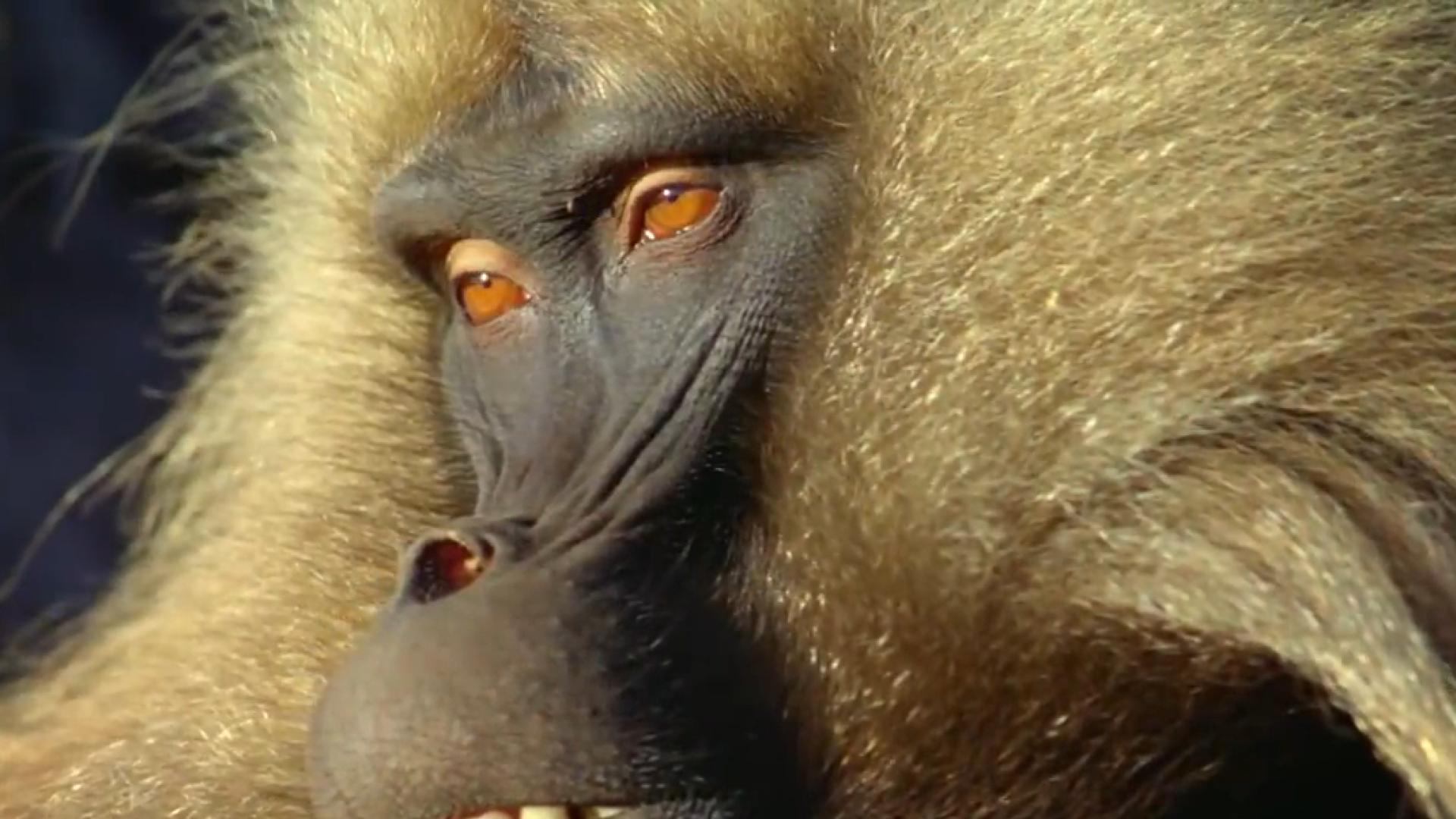 Baboons steal lion cubs, angry lions besiege baboons, why do baboons ...