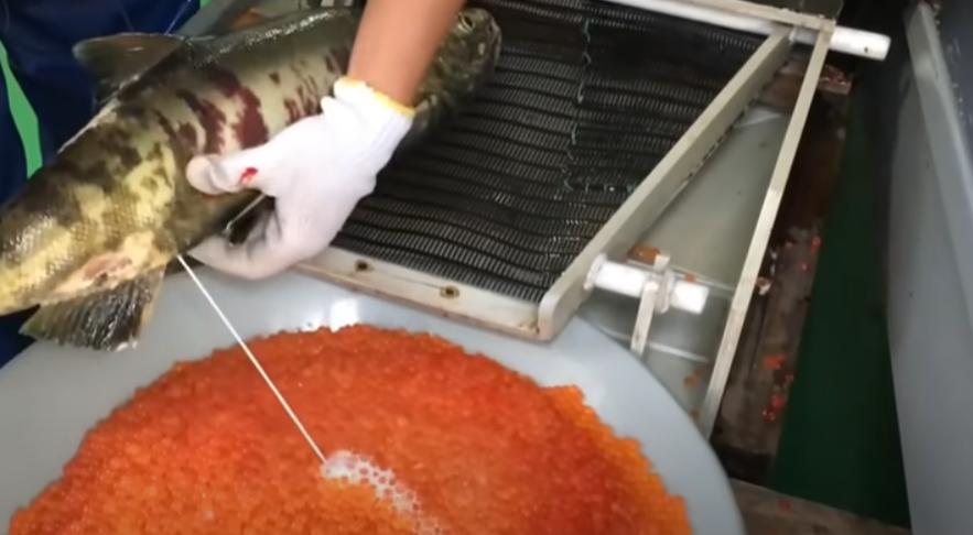 Helping the fish "catch the dragon tendon", human beings are really ...