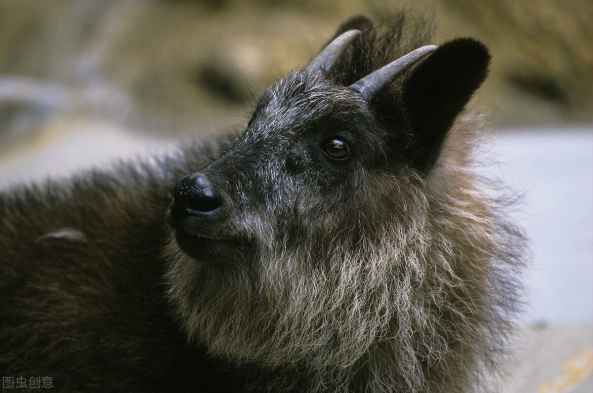 In the last century, what is the mysterious creature "donkey-headed ...