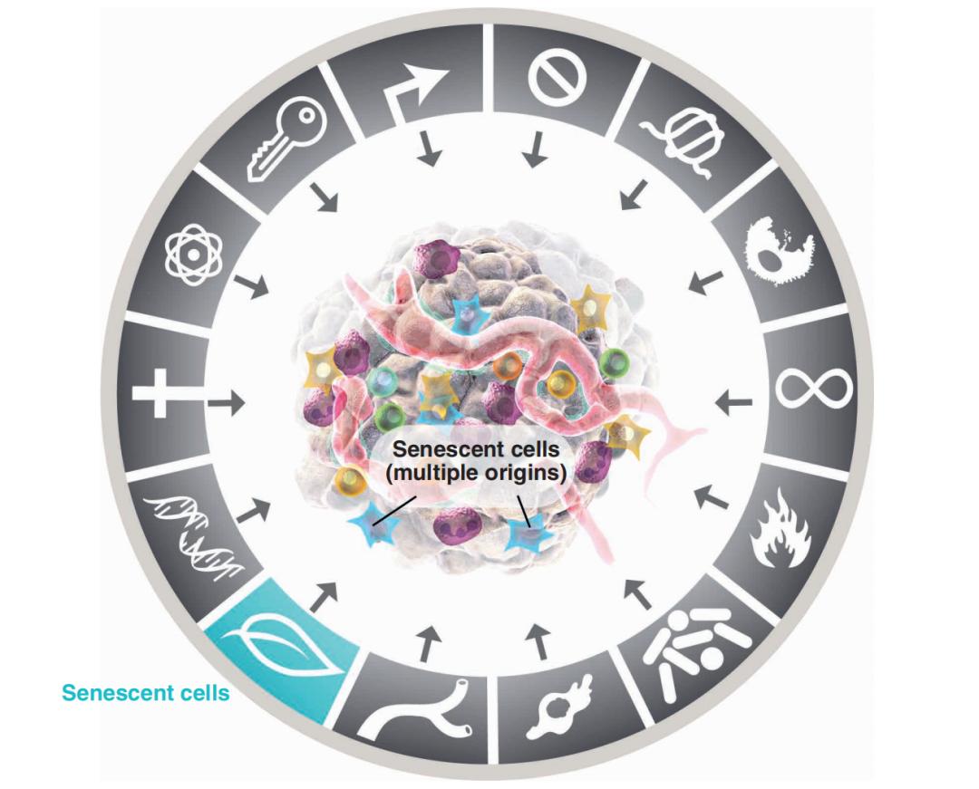 14 hallmarks of cancer - iMedia