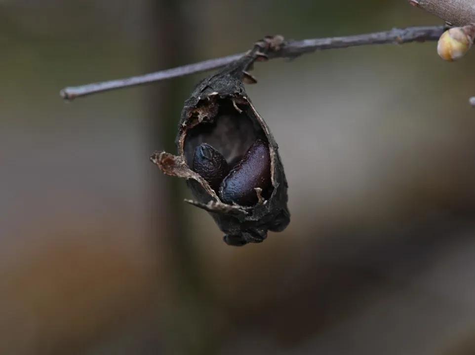 The wax plum is not a wax plum, nor is it a plum blossom - iNEWS