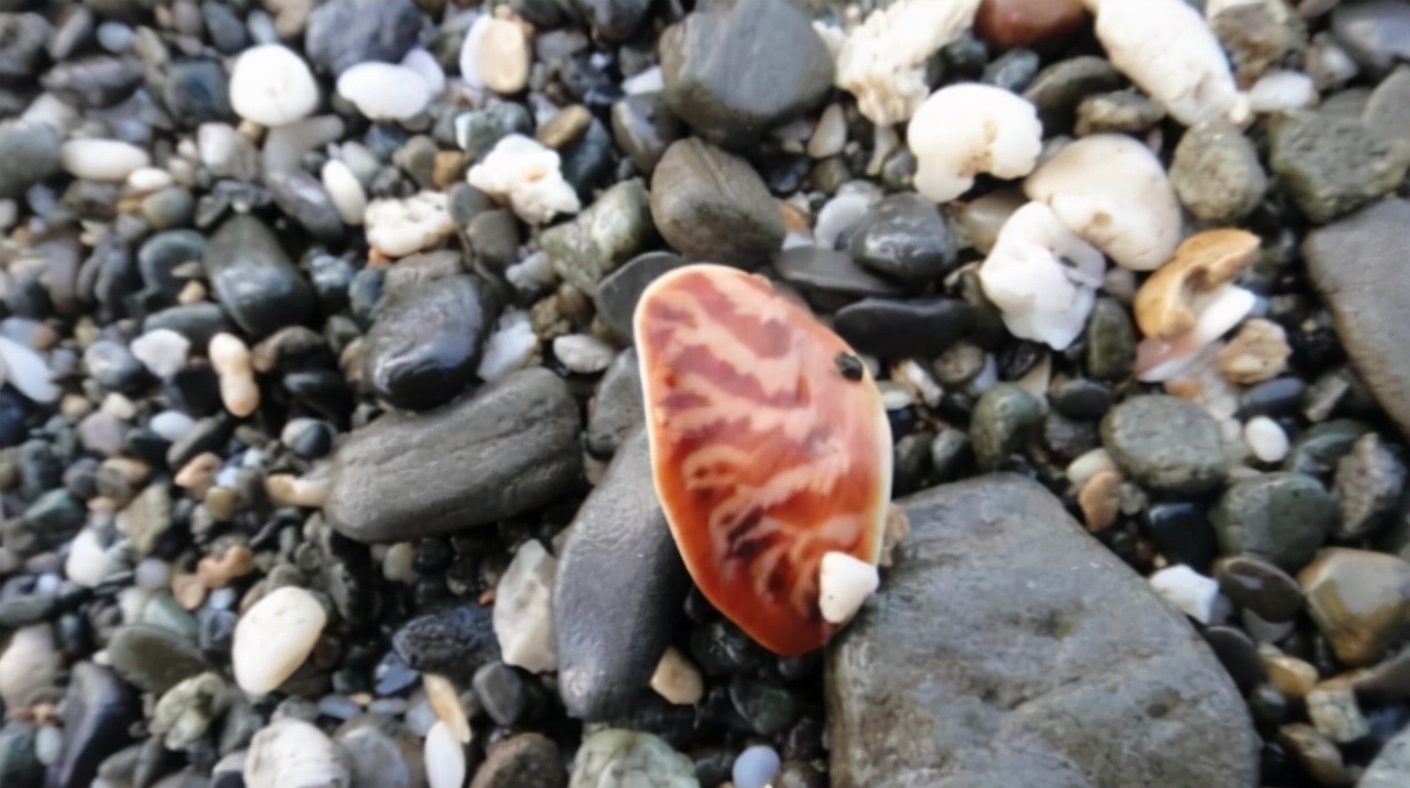 The most venomous conch: It looks harmless to humans and animals, but ...