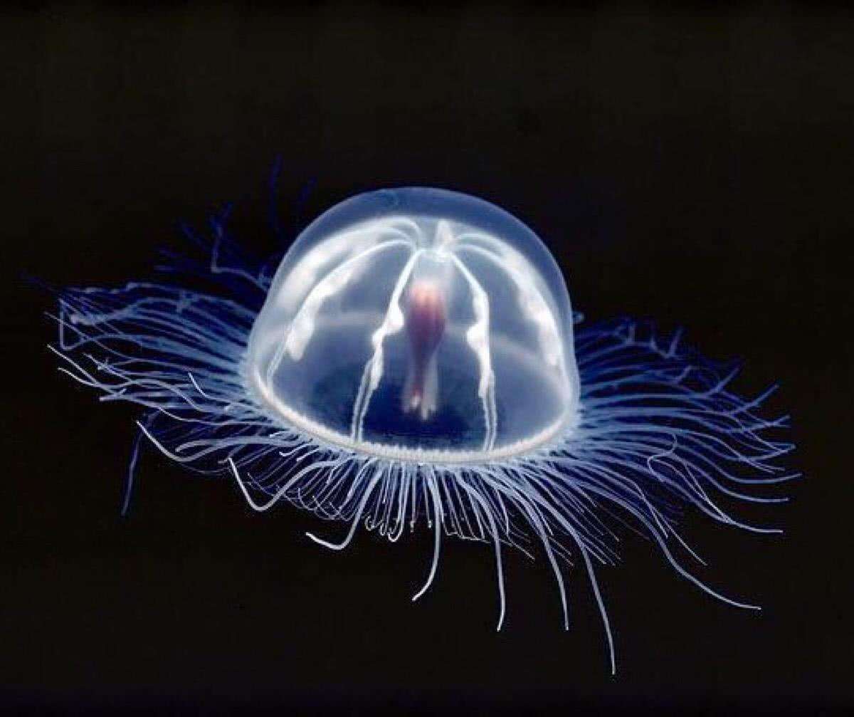 How to live forever?In addition to humans, clams, jellyfish, lobsters ...