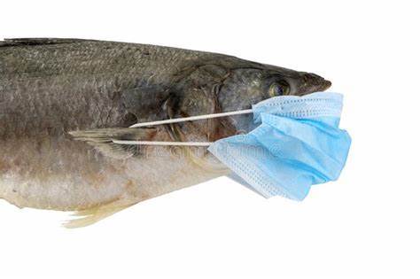 "Strange knowledge has increased again" people said: the fish cry, the ...