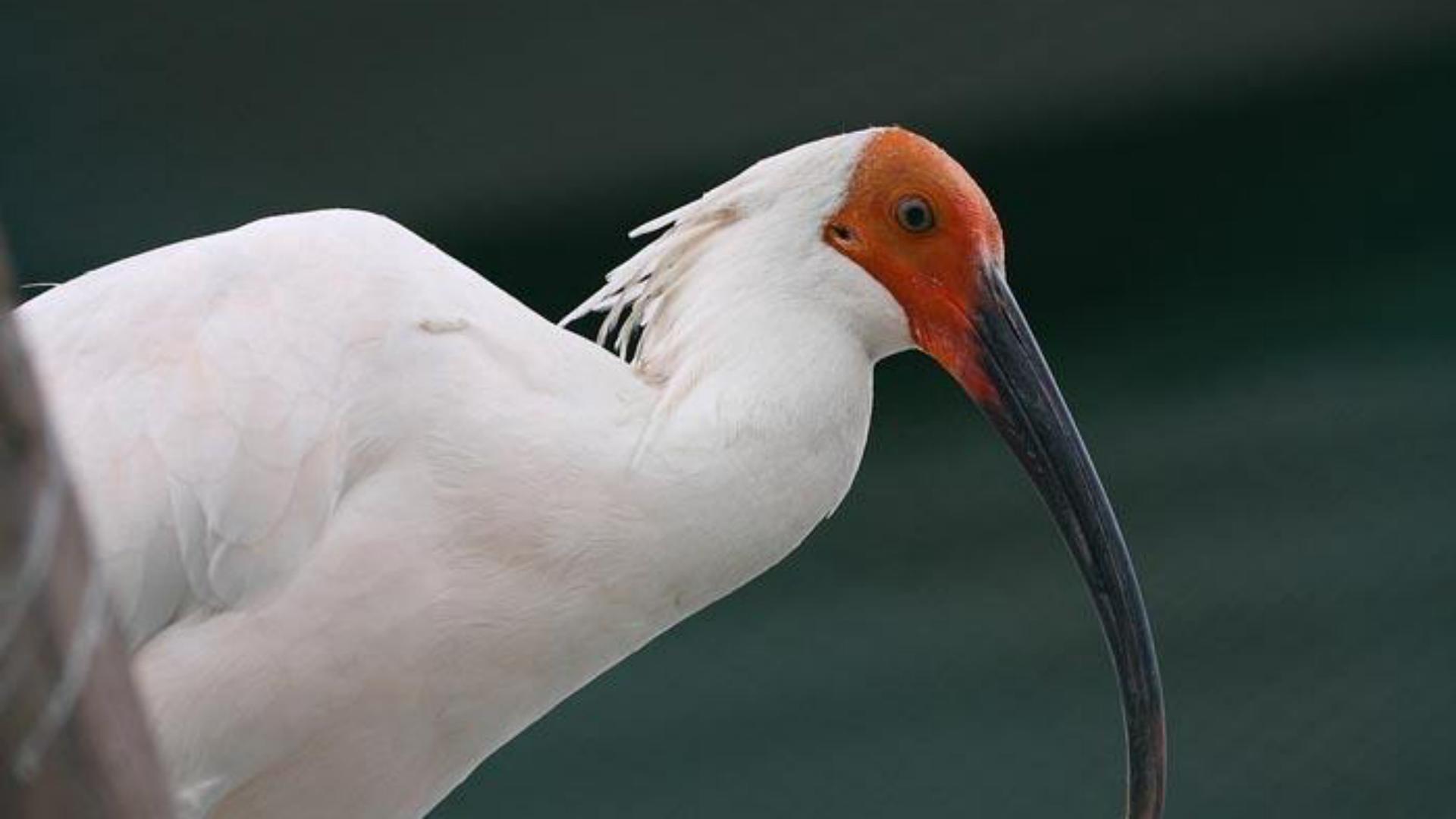 The Oriental Gem—Crested Ibis, from 7 to 5,000, let the world witness ...