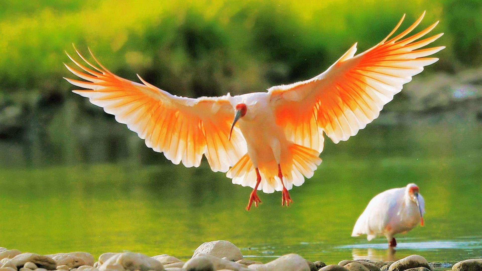 The Oriental Gem—Crested Ibis, from 7 to 5,000, let the world witness ...