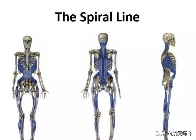 Myofascial chain spiral chain rehabilitation training - iMedia