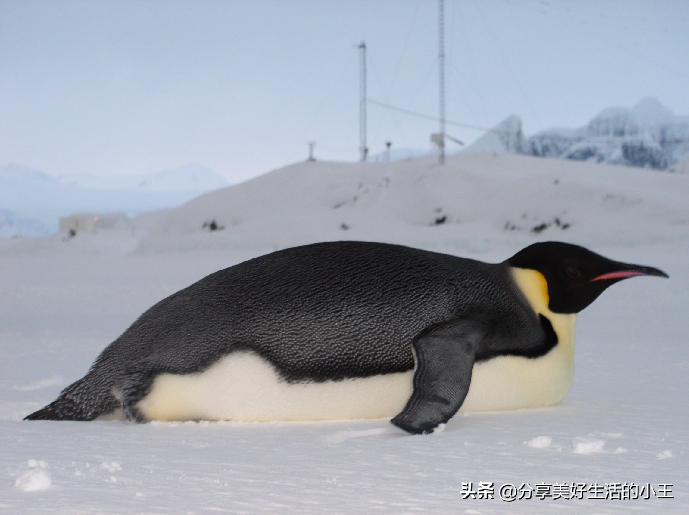Gain knowledge!How many species of penguins can be seen in Antarctica ...
