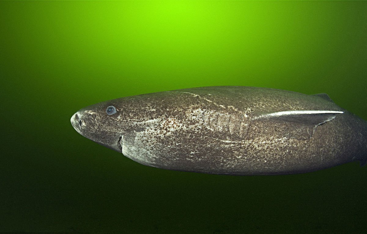 The six longest living animals on earth - iMedia