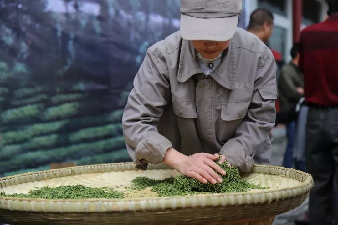 "Hubei Tea Ceremony" Wujiatai Tribute Tea - Bicui Yinhao, Qianlong ...