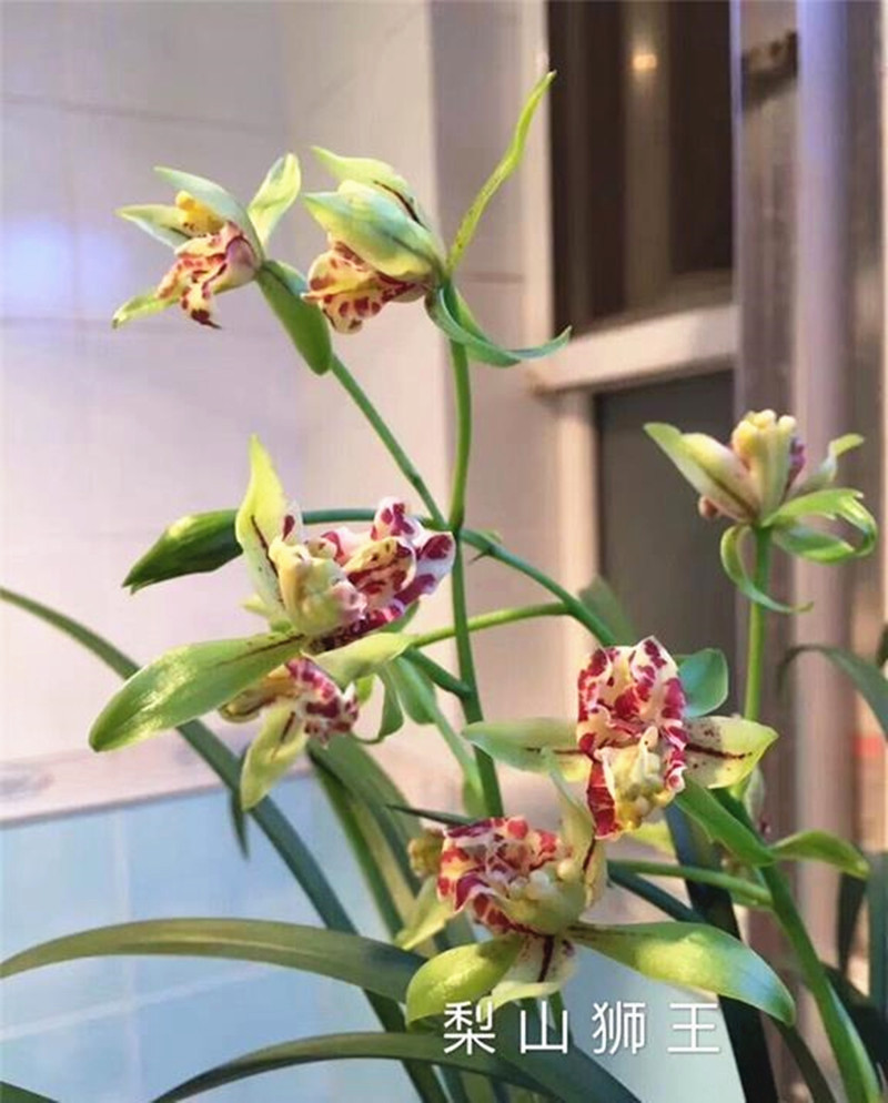 The "Overlord Flower" in the orchid world is rare in shape and full of ...
