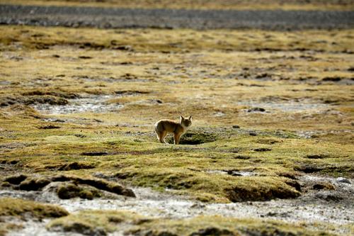 The most famous "Ghost Lake" in Tibet is Selincuo - "Selin Devil Lake ...