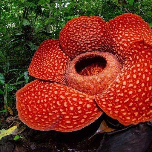 One of the ten strange plants - rafflesia - iMedia
