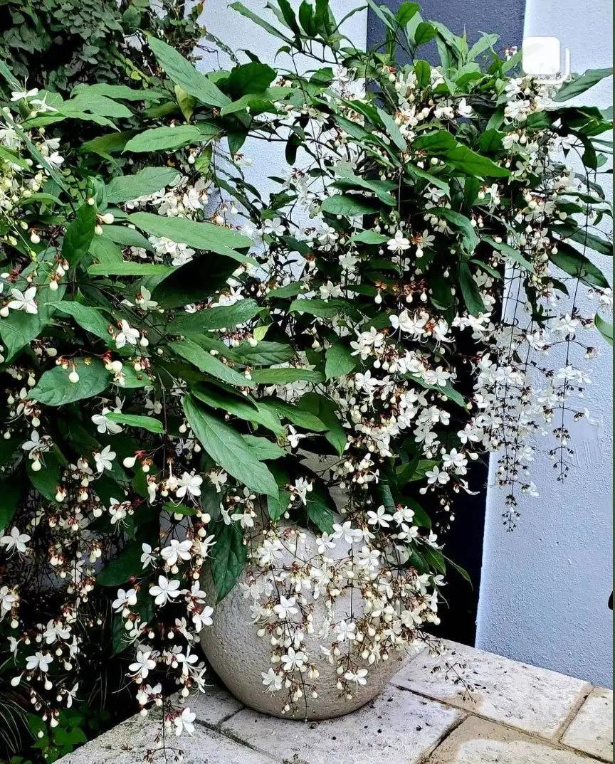 The weeping jasmine is like a spring, the spring flowers are blooming ...