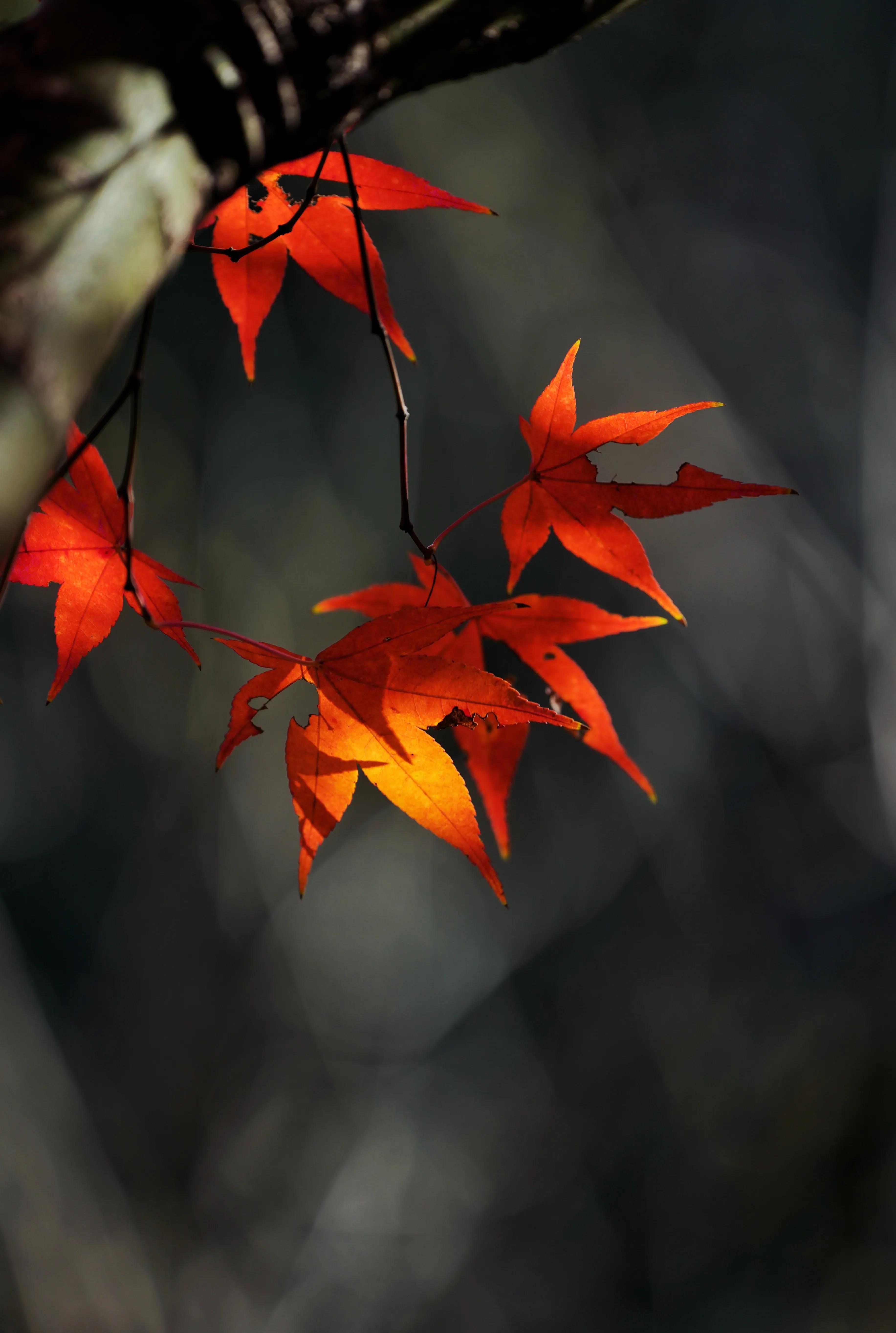 The cold wind blows up and leaves fall, and it's the most beautiful ...