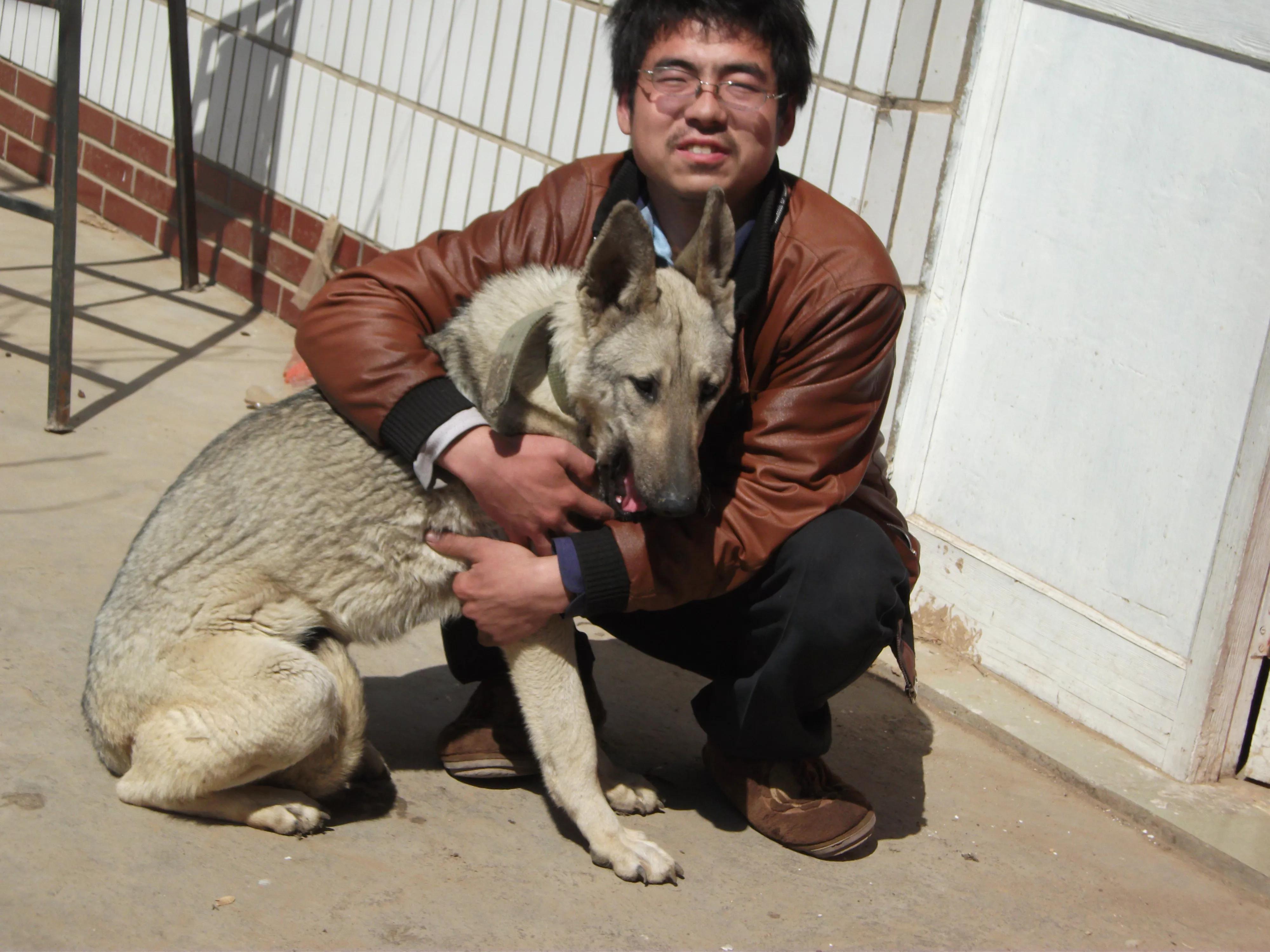 The most Buddhist wolf in Sichuan, grew up in a small temple, likes to ...