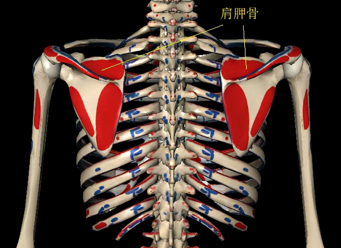 Neck muscle strength balance test and improvement methods - iMedia