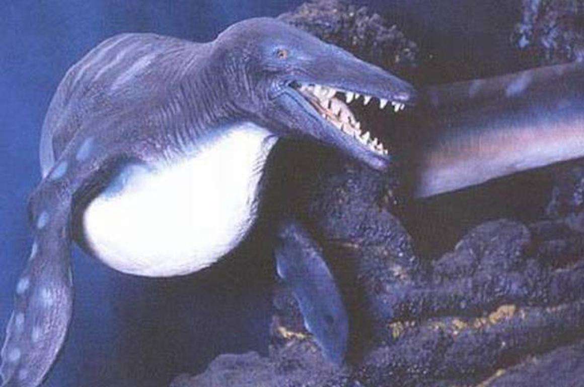 Japanese fishing boat catches mysterious sea monster, huge and dinosaur ...