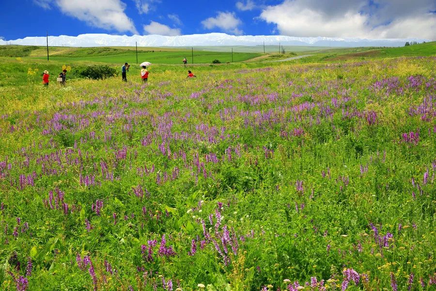 When the spring flowers bloom, we meet in Tacheng - iMedia