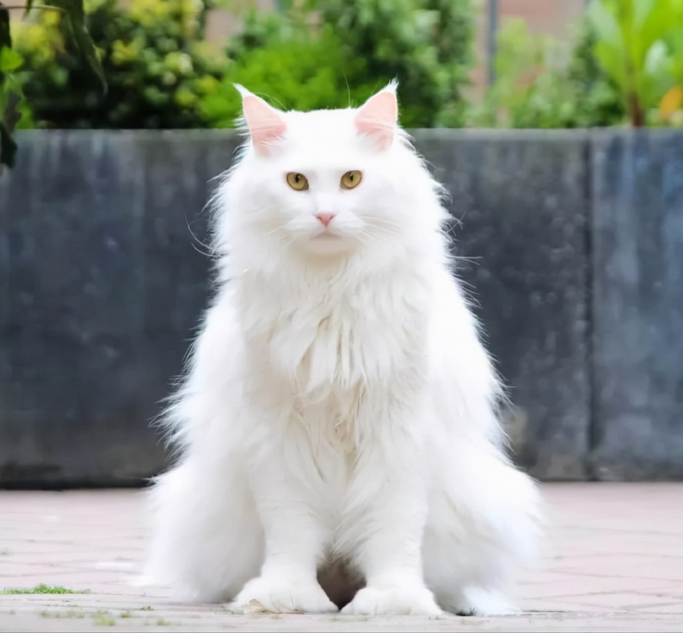 Purebred lion cats have these characteristics, you can tell at a glance ...