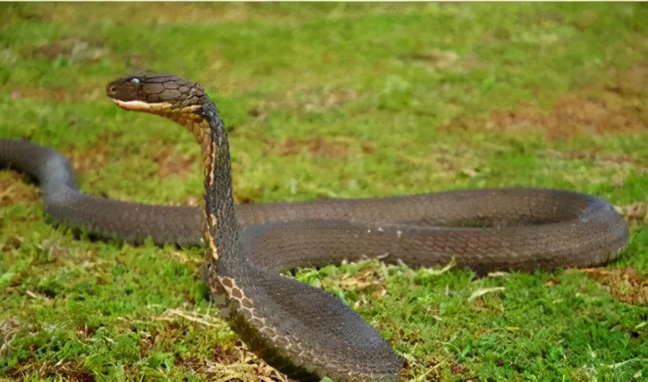 What is the snake with the longest fangs? - iMedia