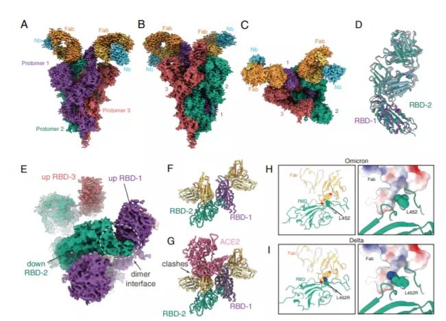 Chinese scientists jointly tackle Omicron mutant spike protein - iMedia