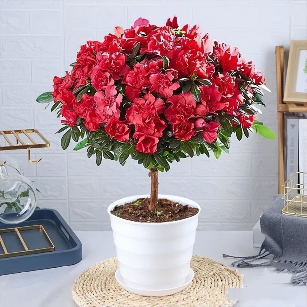 Potted rhododendron, remember these three joys and three taboos, the ...