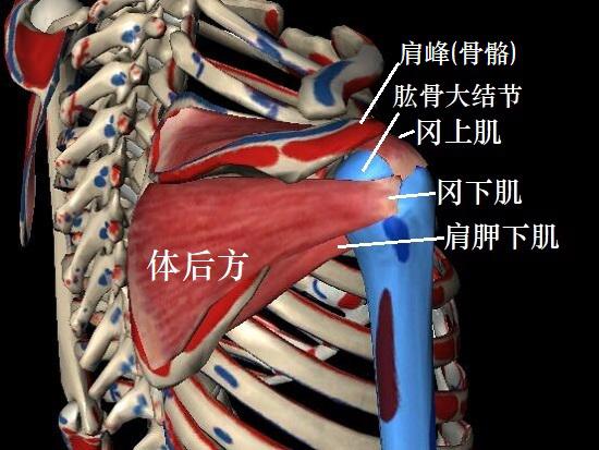 What are the muscles associated with shoulder dysfunction? - iMedia