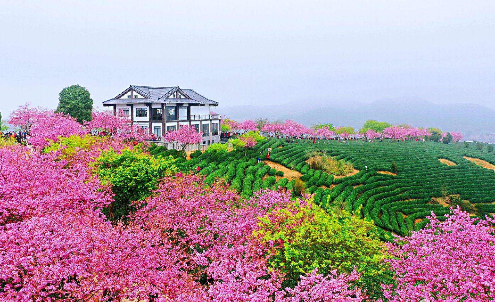 This is Longyan Yongfu, not Dali Wuliang Mountain Cherry Blossom Valley ...