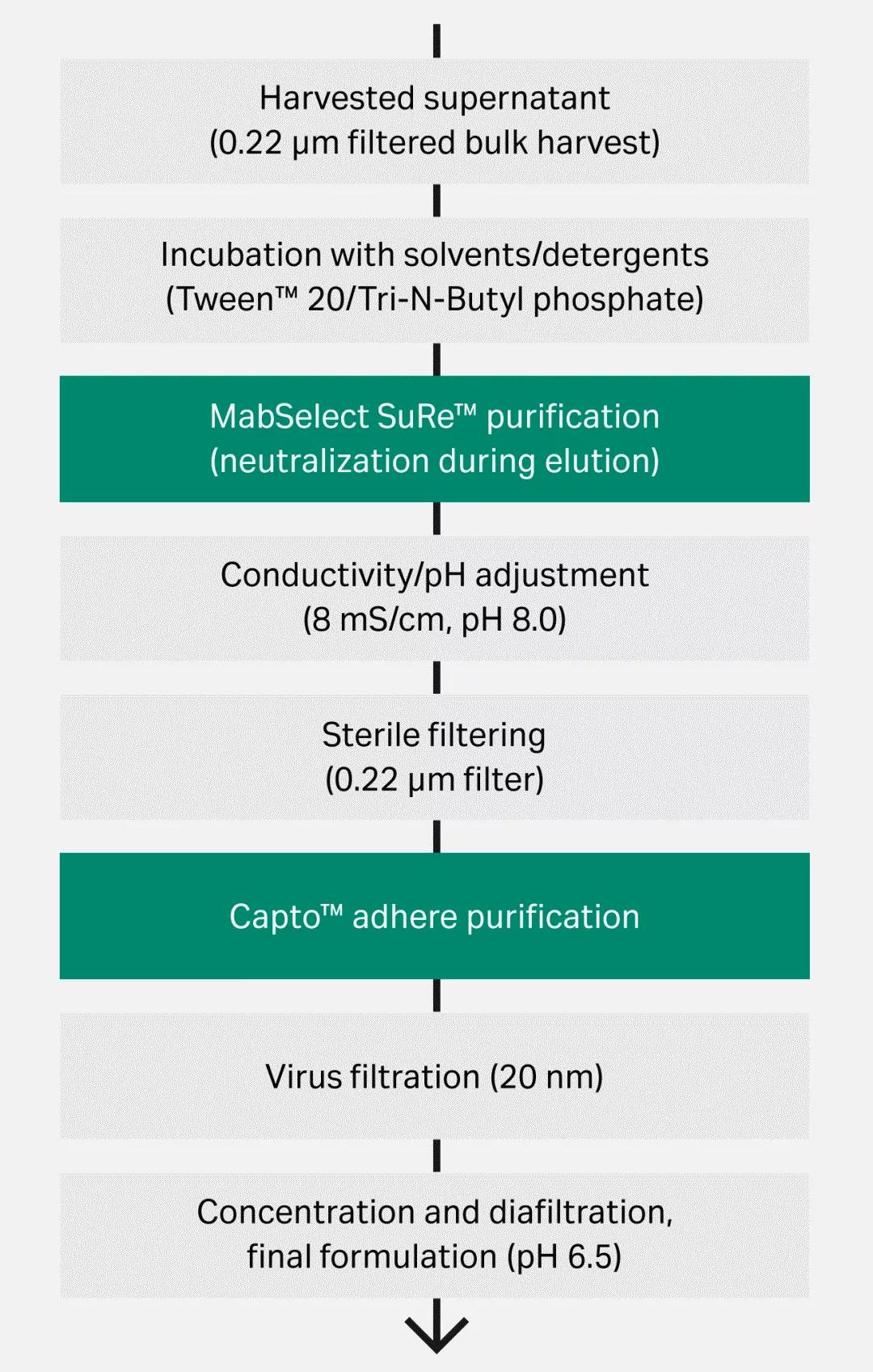 Optimization of a two-step purification method for bispecific ...