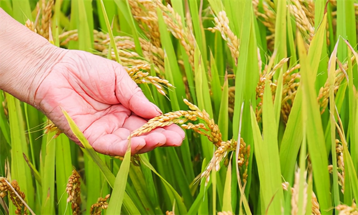 How to innovate traditional grain and oil in the Internet age - iMedia