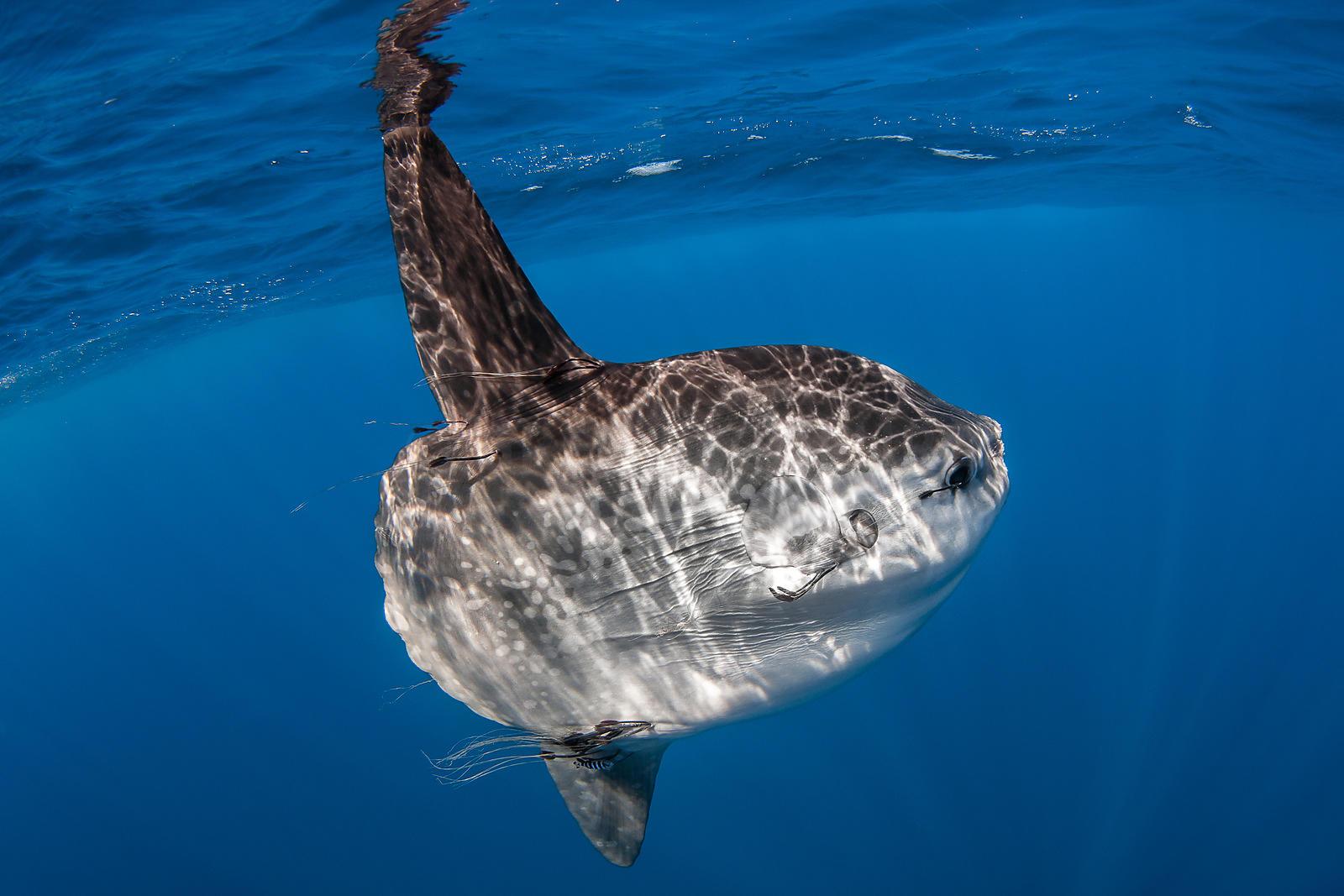 How did the sunfish, which did not know how to resist or escape after ...