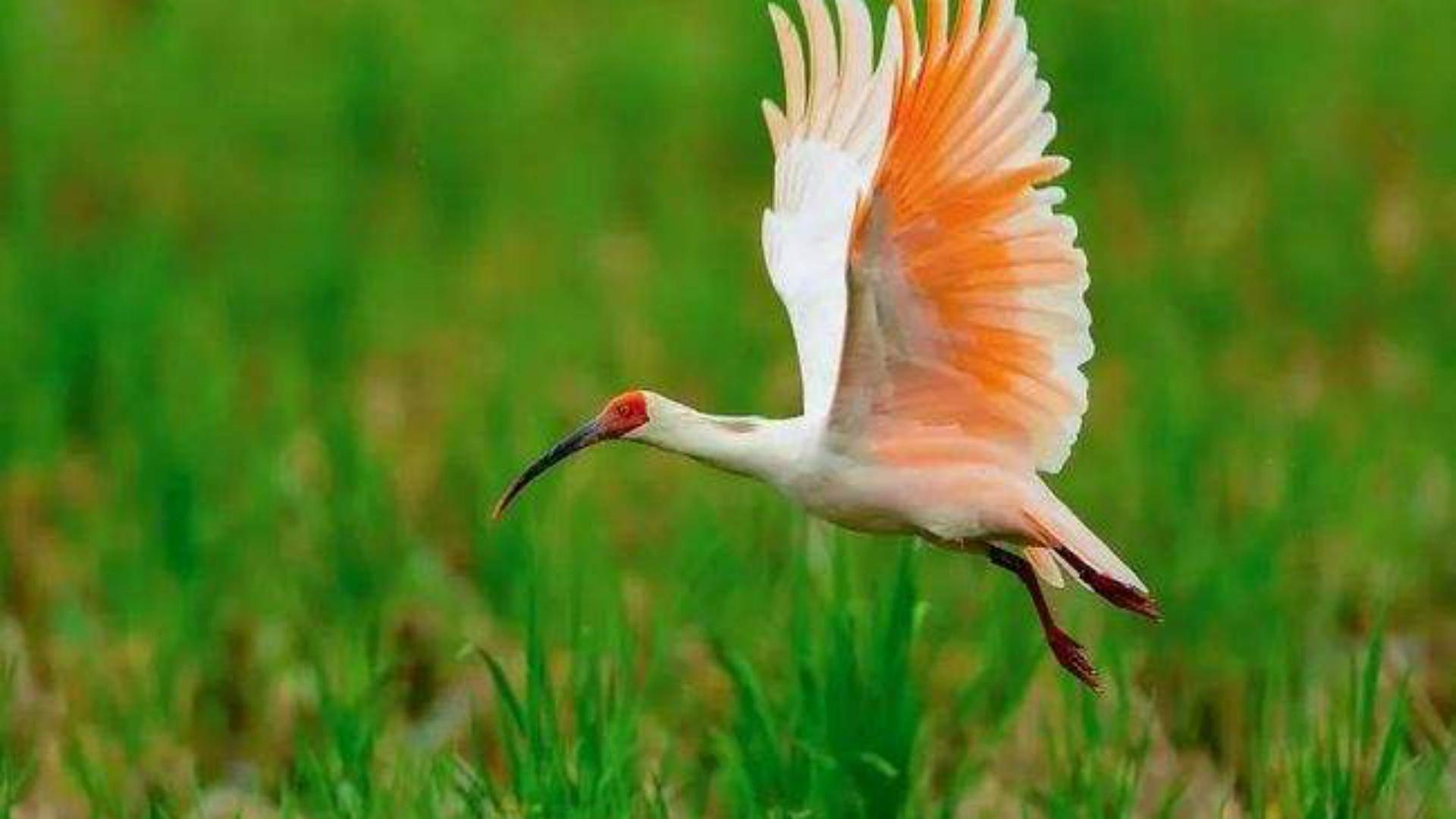 The Oriental Gem—Crested Ibis, from 7 to 5,000, let the world witness ...