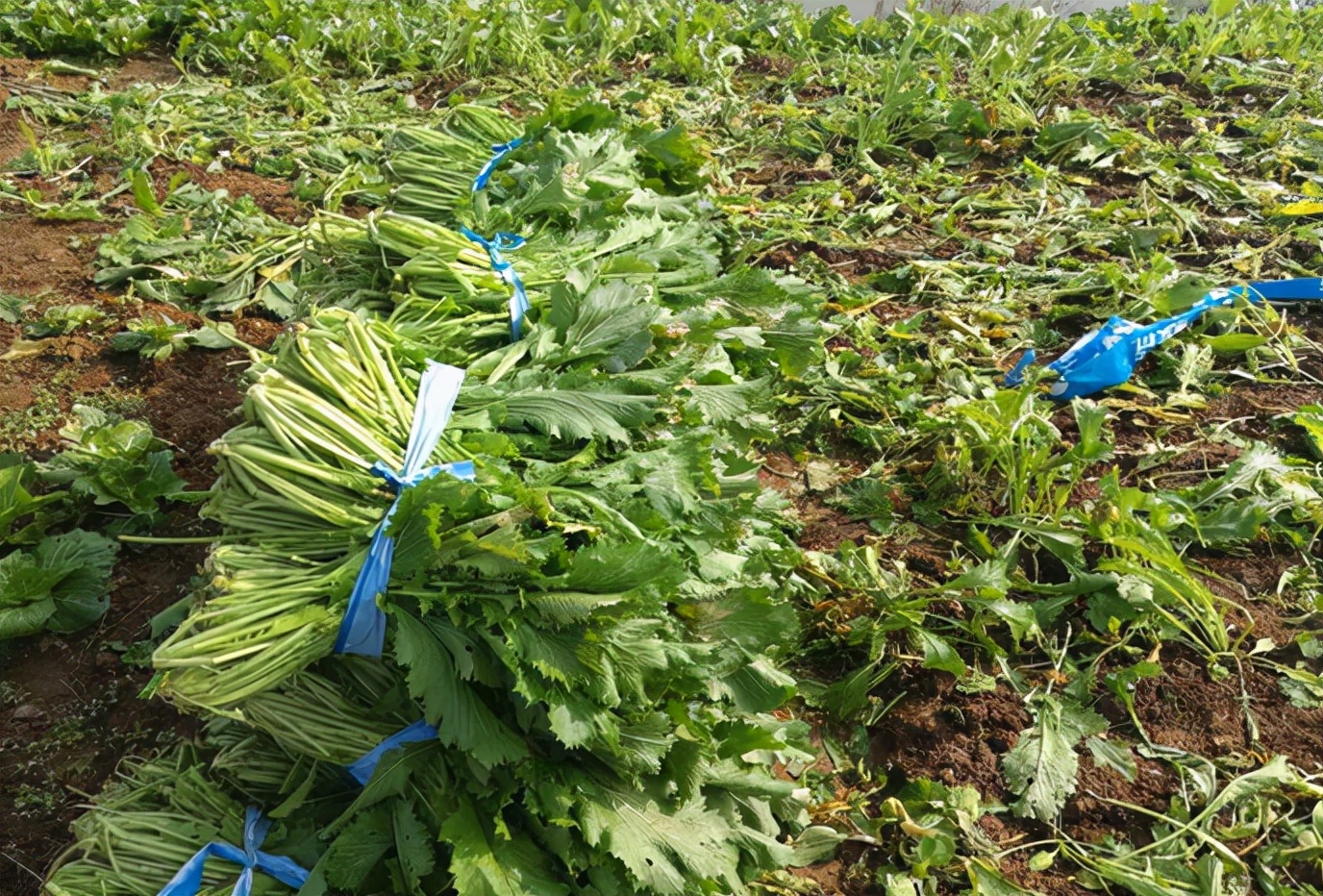 Potherb mustard, shepherd's purse, radish yam, what kind of soil ...