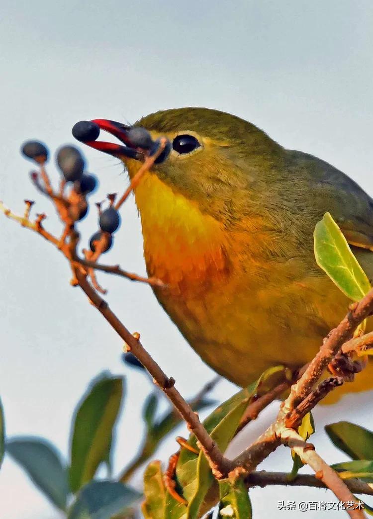 "Hundred Generals Culture" The red-billed Acacia bird has gorgeous ...