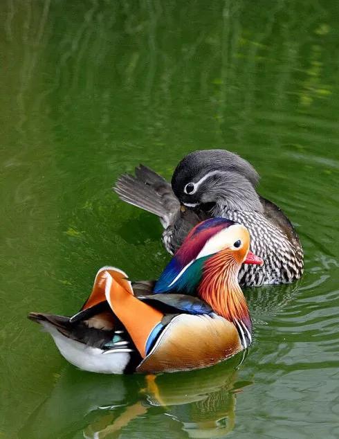 The mandarin ducks coming and going in pairs, the legendary happy ...