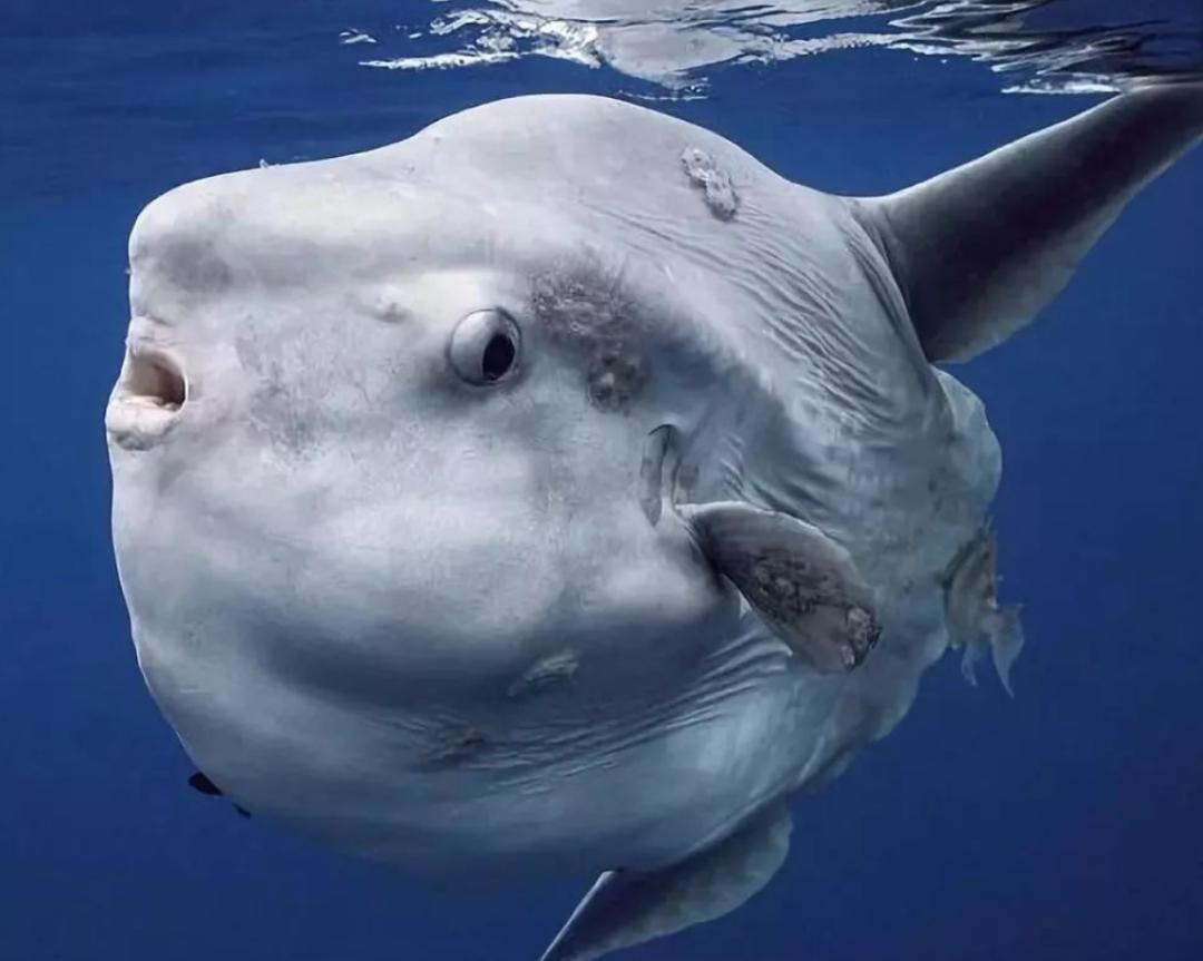 The sunfish, which was swallowed by sea lions and didn't run away, was ...