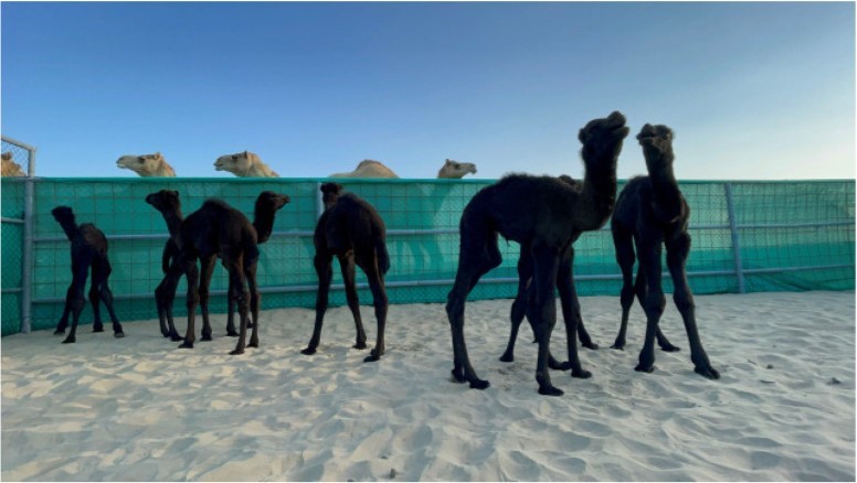 The champion camel died unexpectedly!Northeast scientists went to ...